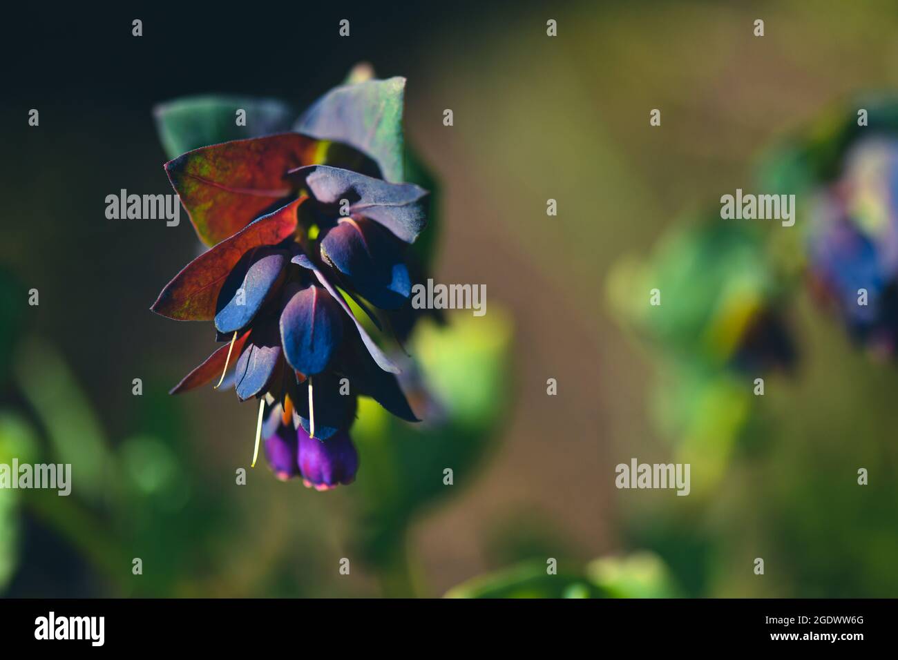 Bell shaped violet blue flowers hi-res stock photography and images - Alamy