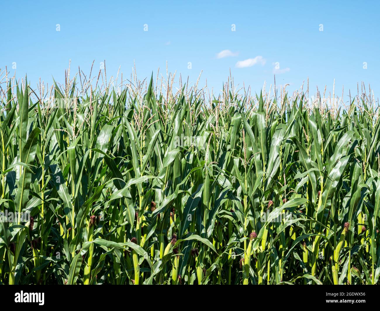 Corn field with blue sky in summer Stock Photo - Alamy