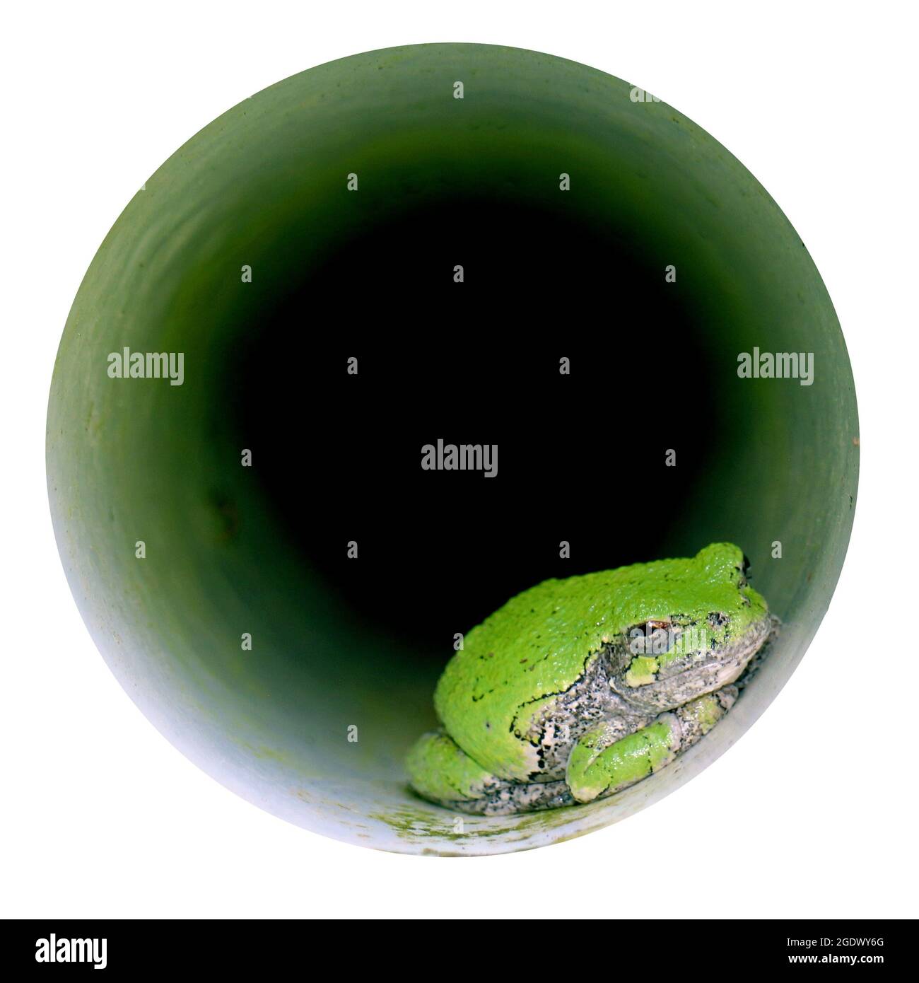 Toad pipe hi-res stock photography and images - Alamy