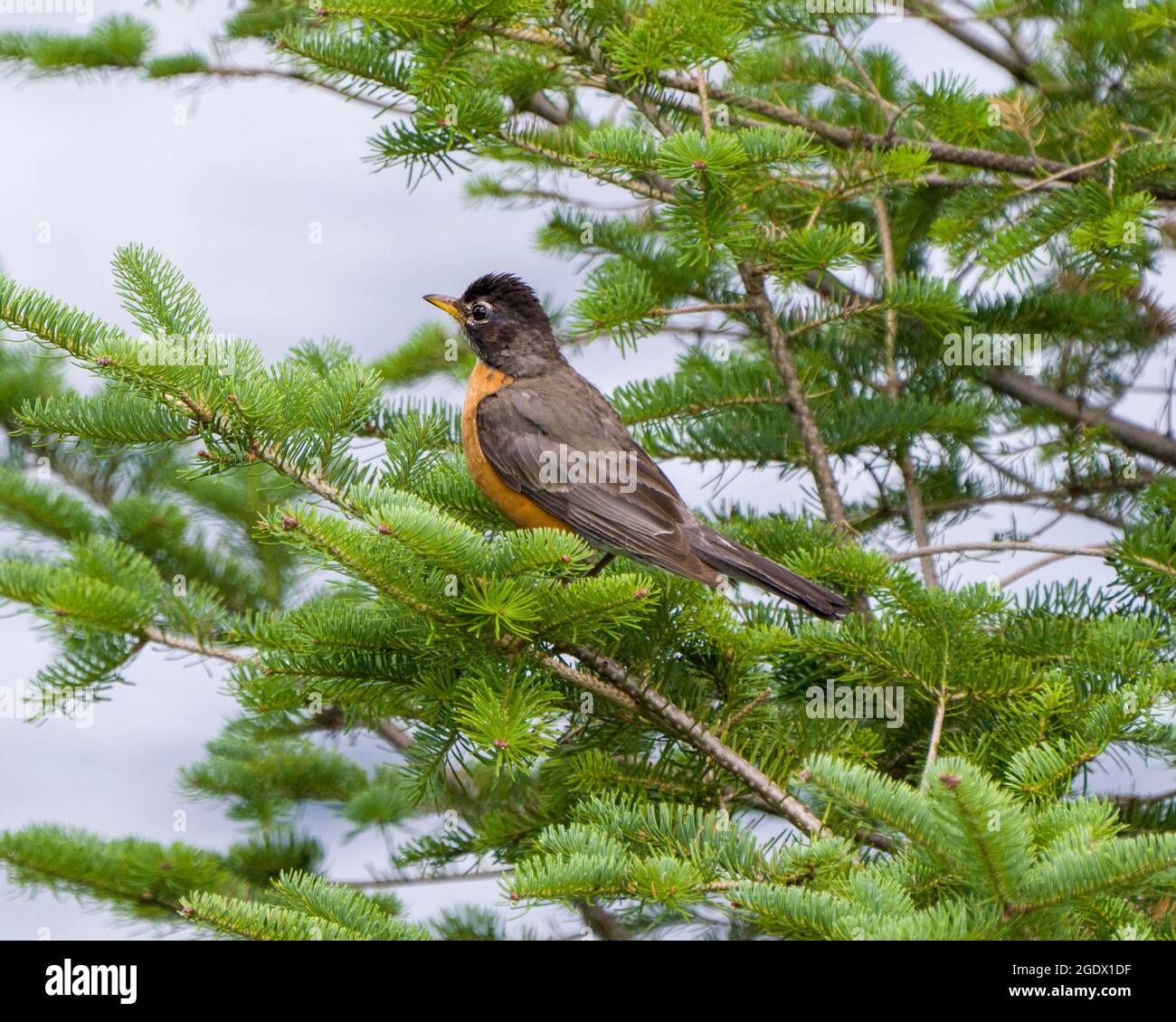 American robin attractive bird hi-res stock photography and images - Alamy