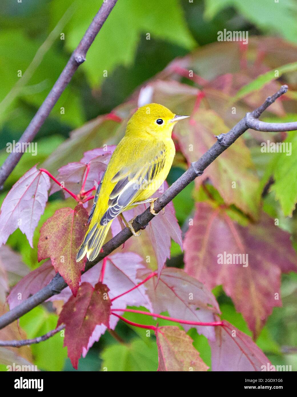 American yellow warbler amazing bird hi-res stock photography and ...