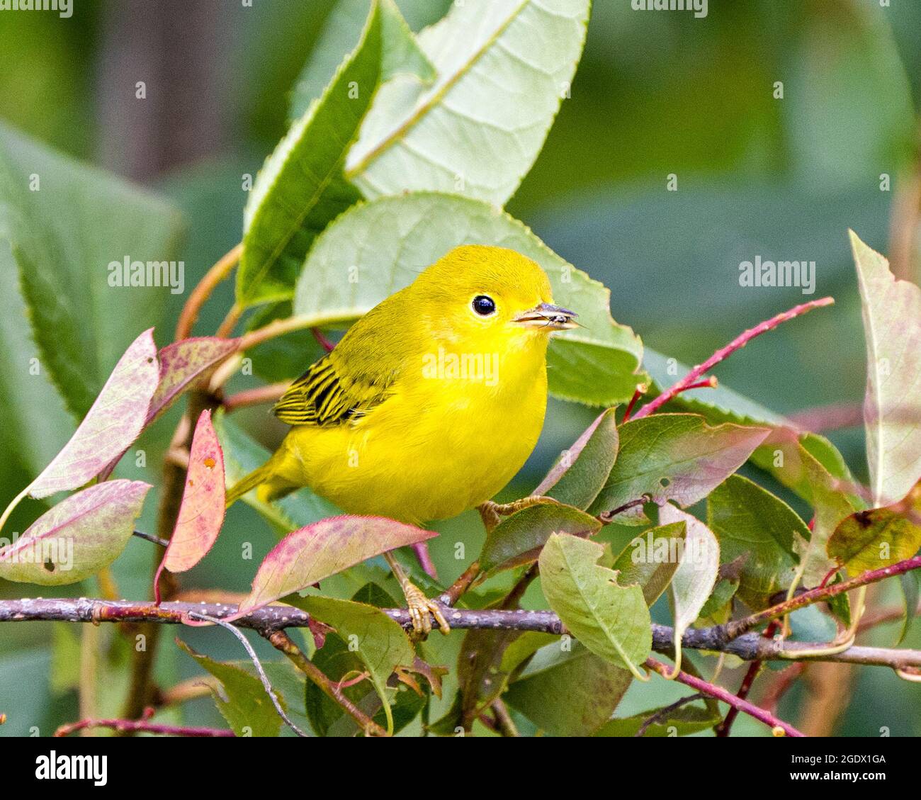 American yellow warbler beautiful bird hi-res stock photography and ...