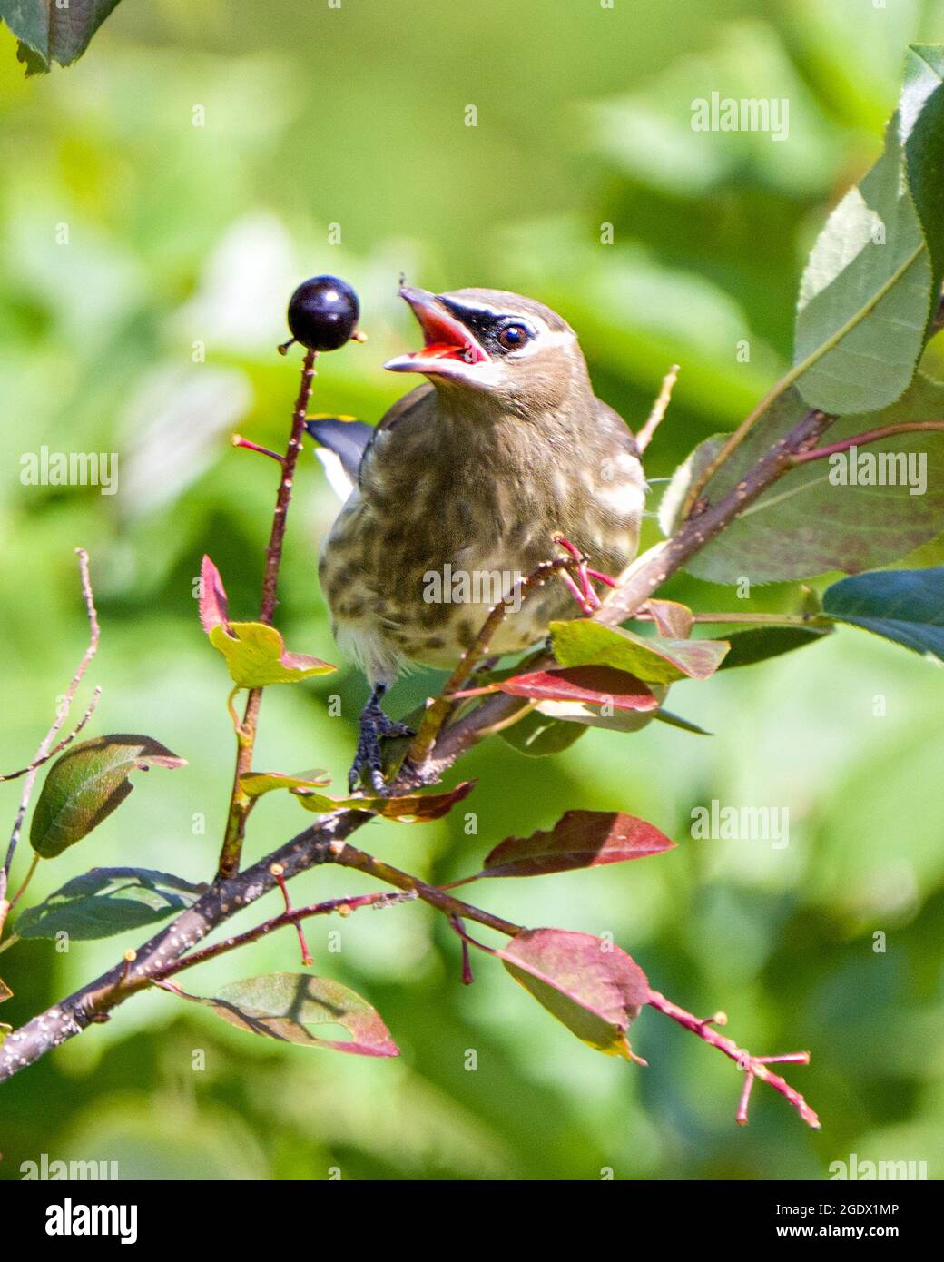 Waxwing juvenile bird perched eating wild berry fruits in its ...