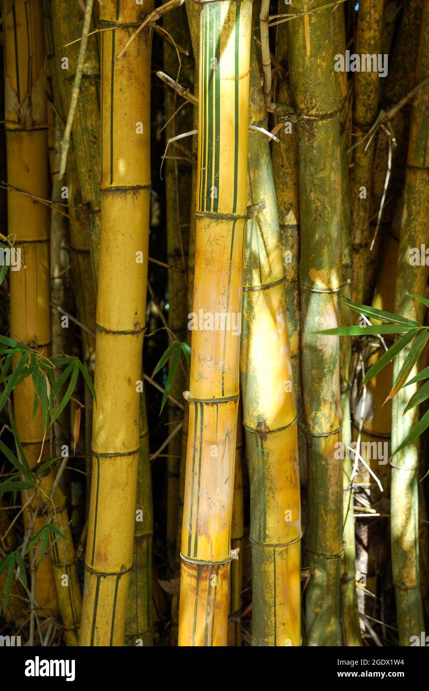 It is Bamboo background. Textures surface pattern design unique color ...