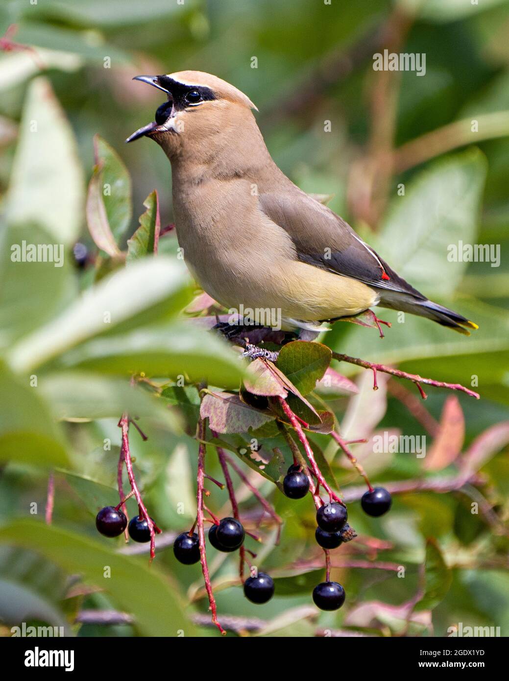 Cedar Waxwing perched with open beak eating wildberry fruits in its ...