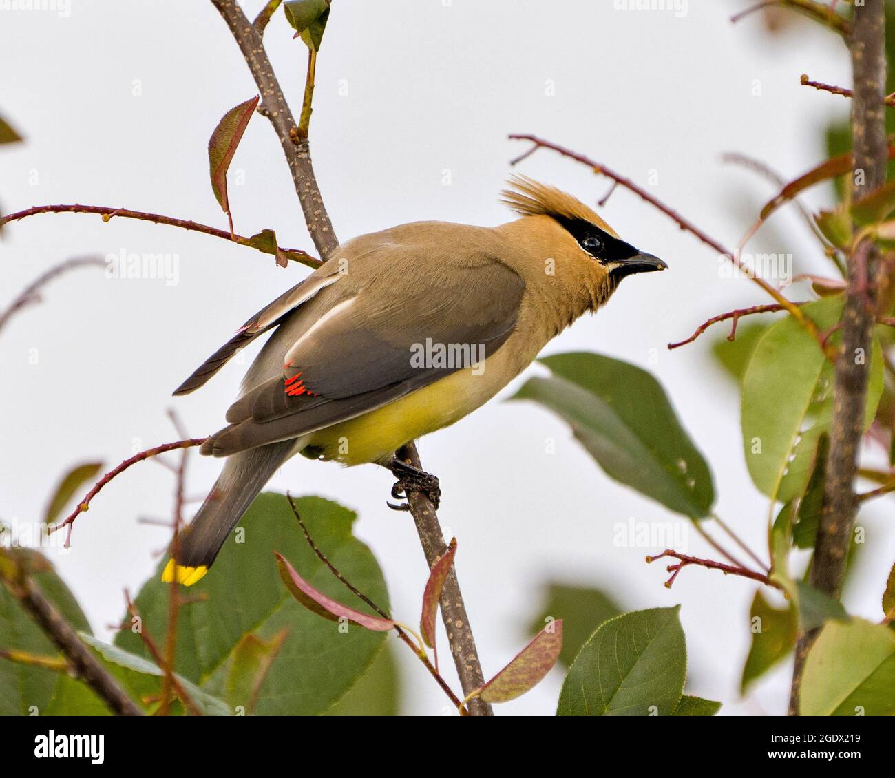 Cedar waxwing attractive bird hi-res stock photography and images - Alamy