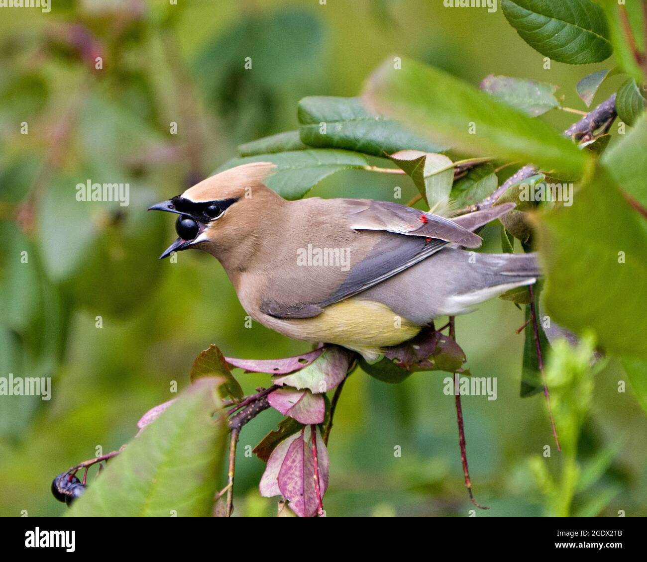 Cedar Waxwing perched with open beak eating wild berry fruits in its ...