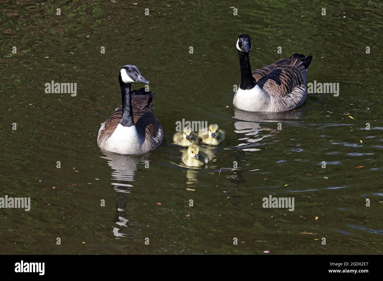 Male female geese hi-res stock photography and images - Alamy