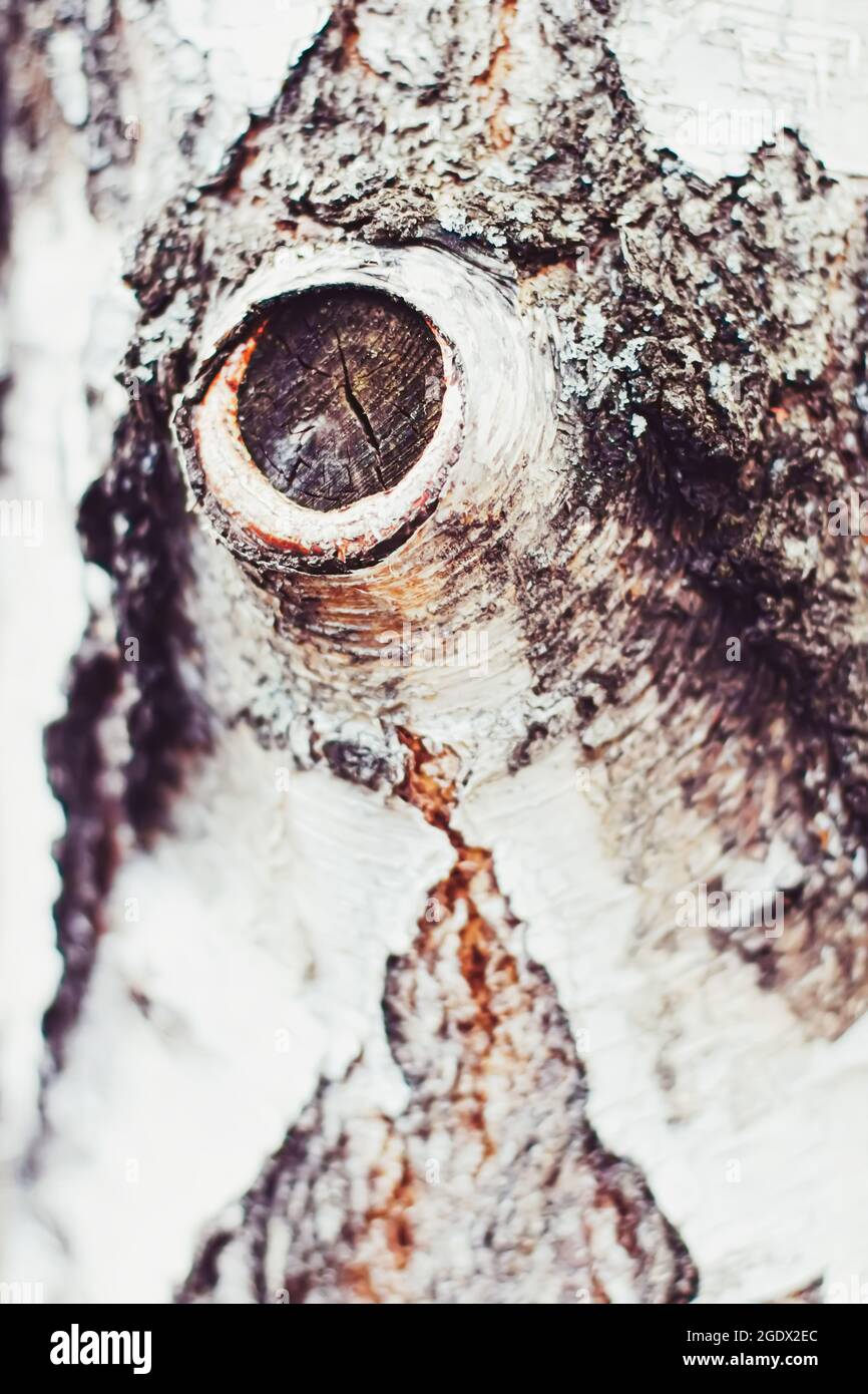 Natural wood, birch tree texture as wooden background, environment and ...