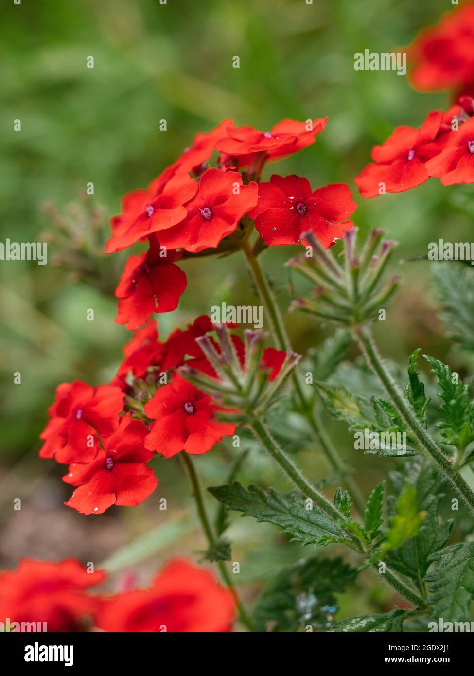 Red devil verbena hi-res stock photography and images - Alamy