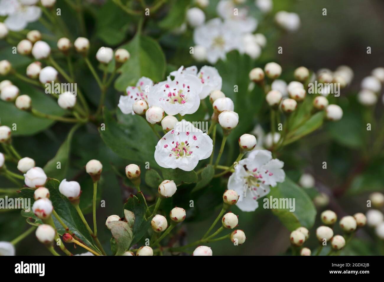 White Hawthorn Blossom Stock Photo - Alamy