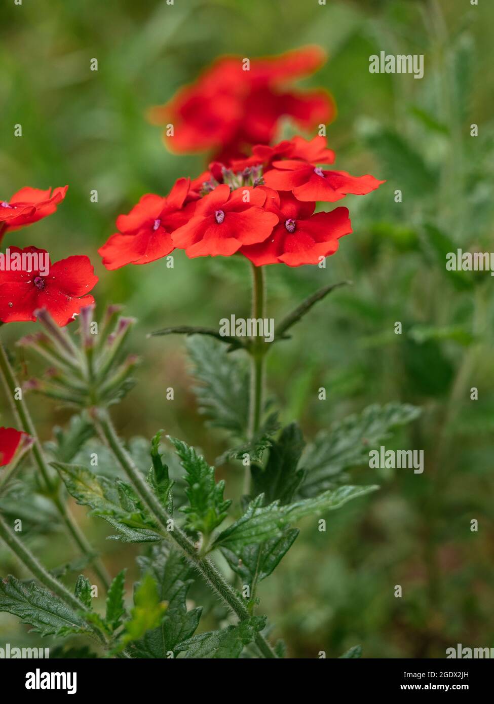 Verbena peruviana hi-res stock photography and images - Alamy