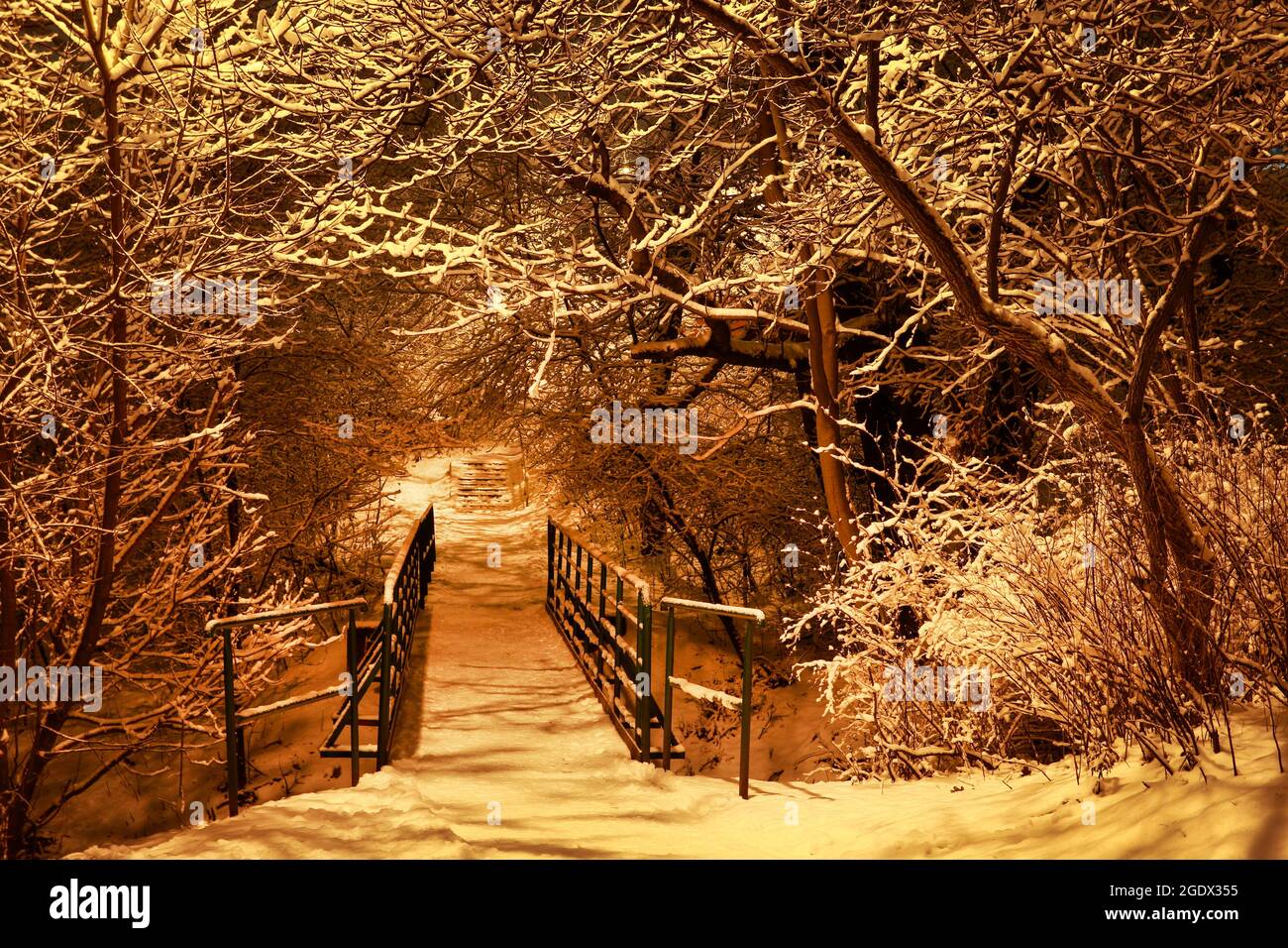 Trees covered with snow in city park. Night view. Winter time Stock ...