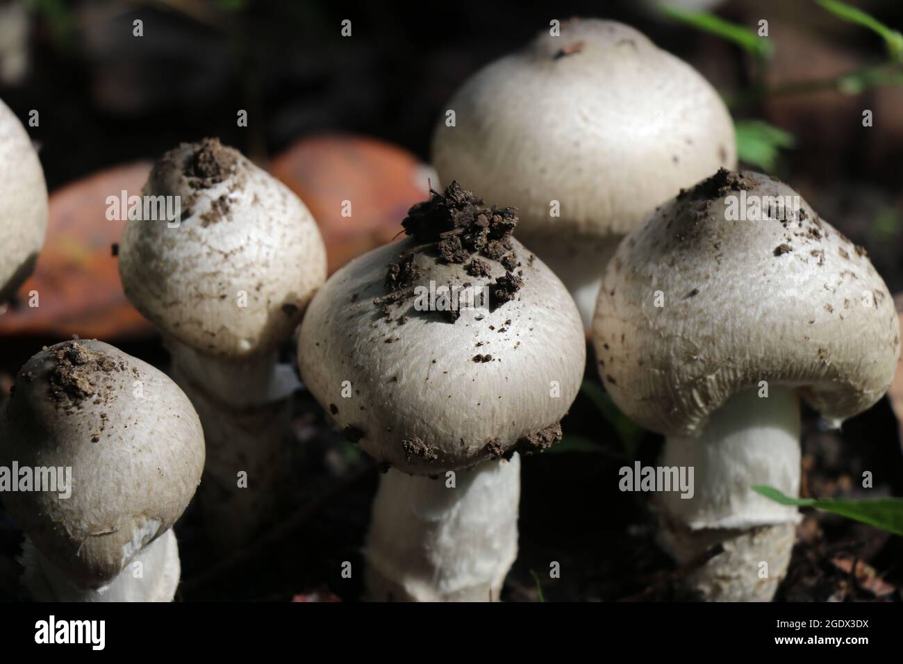 Kodagu mushrooms which is in growing stage on a morning sun Stock Photo ...