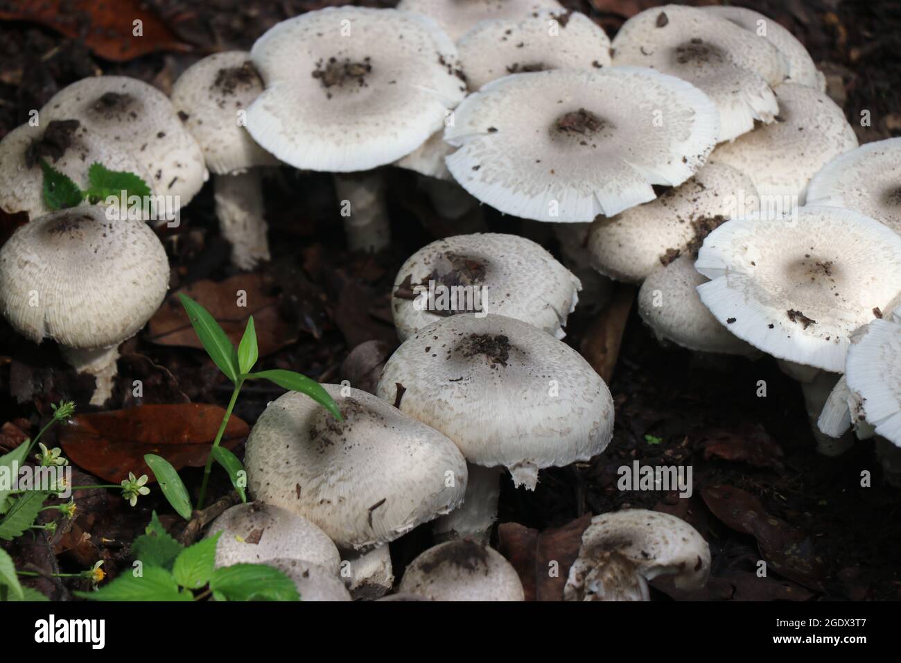 Monsoon Mushrooms High Resolution Stock Photography and Images - Alamy