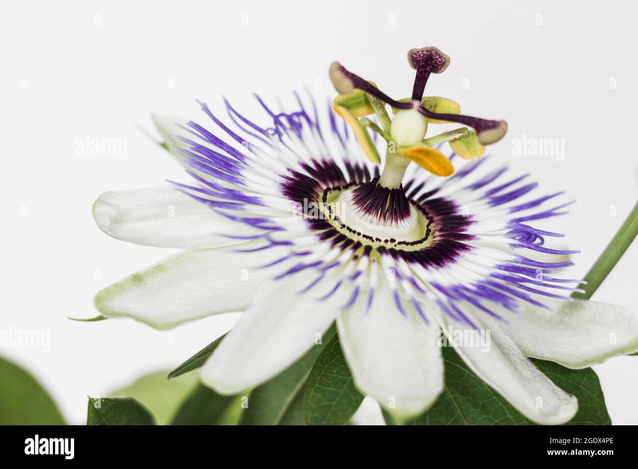 close up of blooming passiflora (passion flower) on white background ...