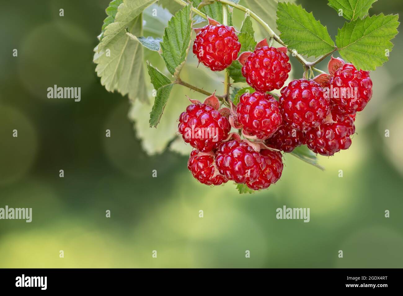 branch of ripe red raspberries on the bush Stock Photo - Alamy