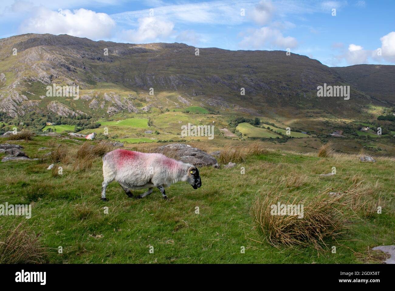 Lone sheep on the side of the Irish mountains Stock Photo - Alamy