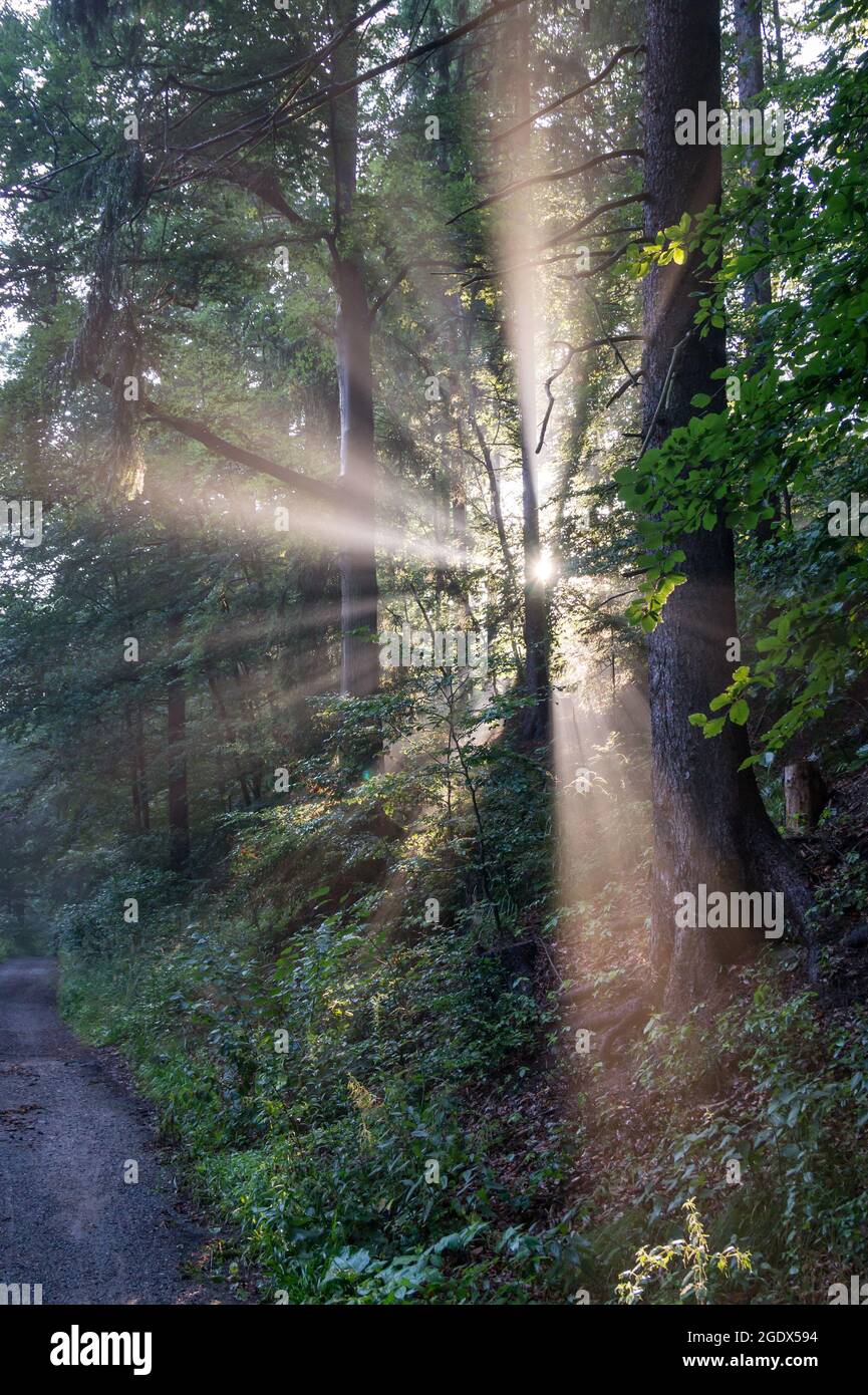 magical rays of sunlight in the fairy tale forest dark tree trunk ...
