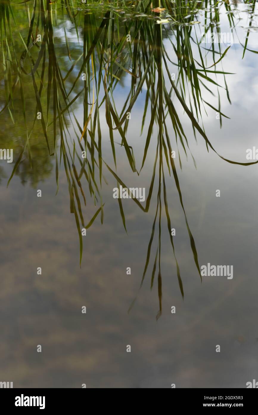 abstract reflection of reed leaves in calm water magical nature botany ...