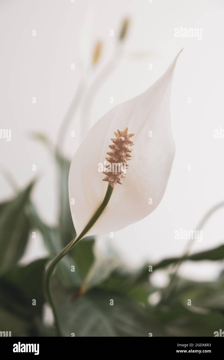 Peace lily houseplant hi-res stock photography and images - Alamy