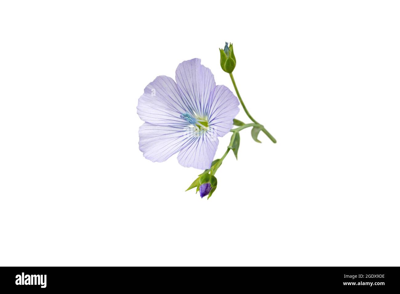 Flowering linseed crop linum usitatissimum Cut Out Stock Images ...