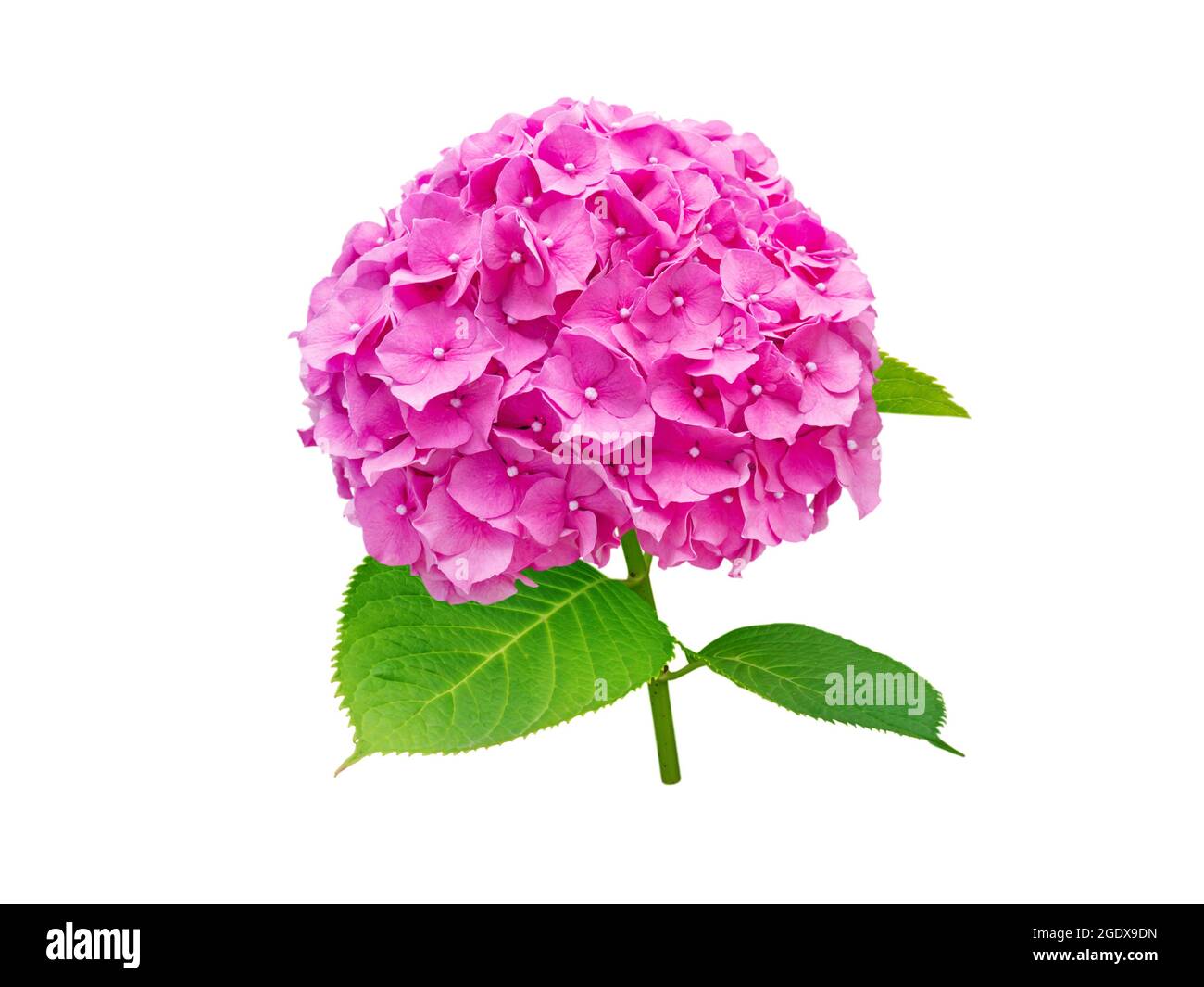 Hortensia branch with bright pink bloom. Hydrangea macrophylla flower ...