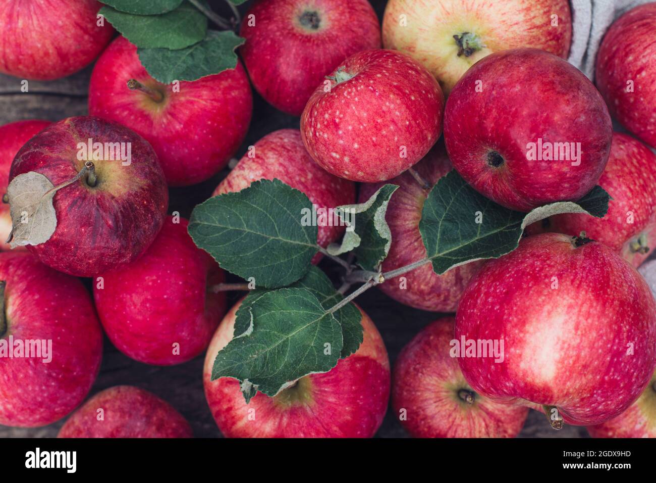 Red apples close-up. Farmer's harvest and gardening. Autumn harvest ...