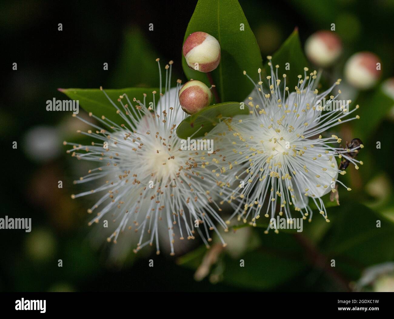 Luma apiculata hi-res stock photography and images - Alamy