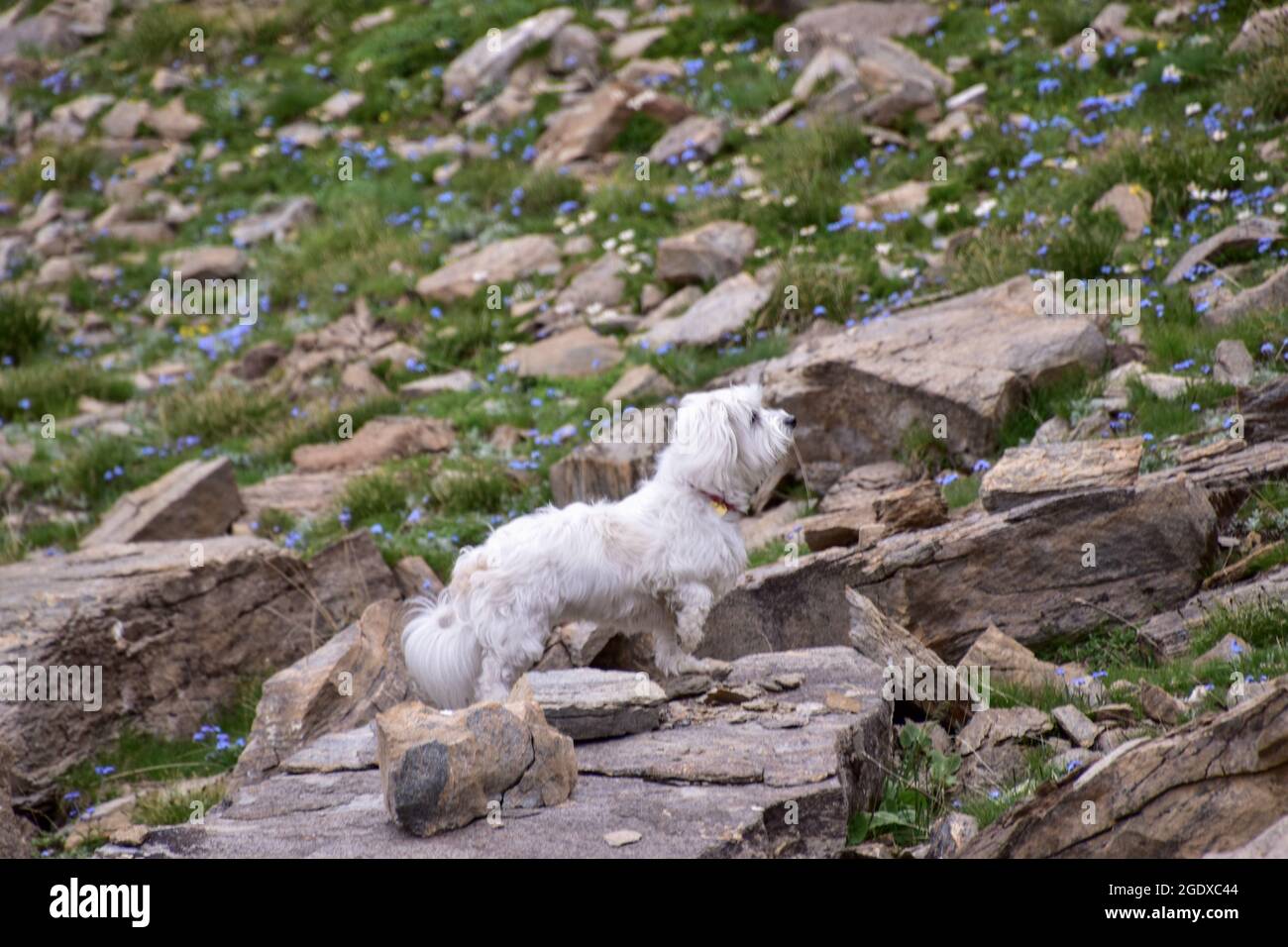 A view of a dog running on the scattered rocks Stock Photo - Alamy