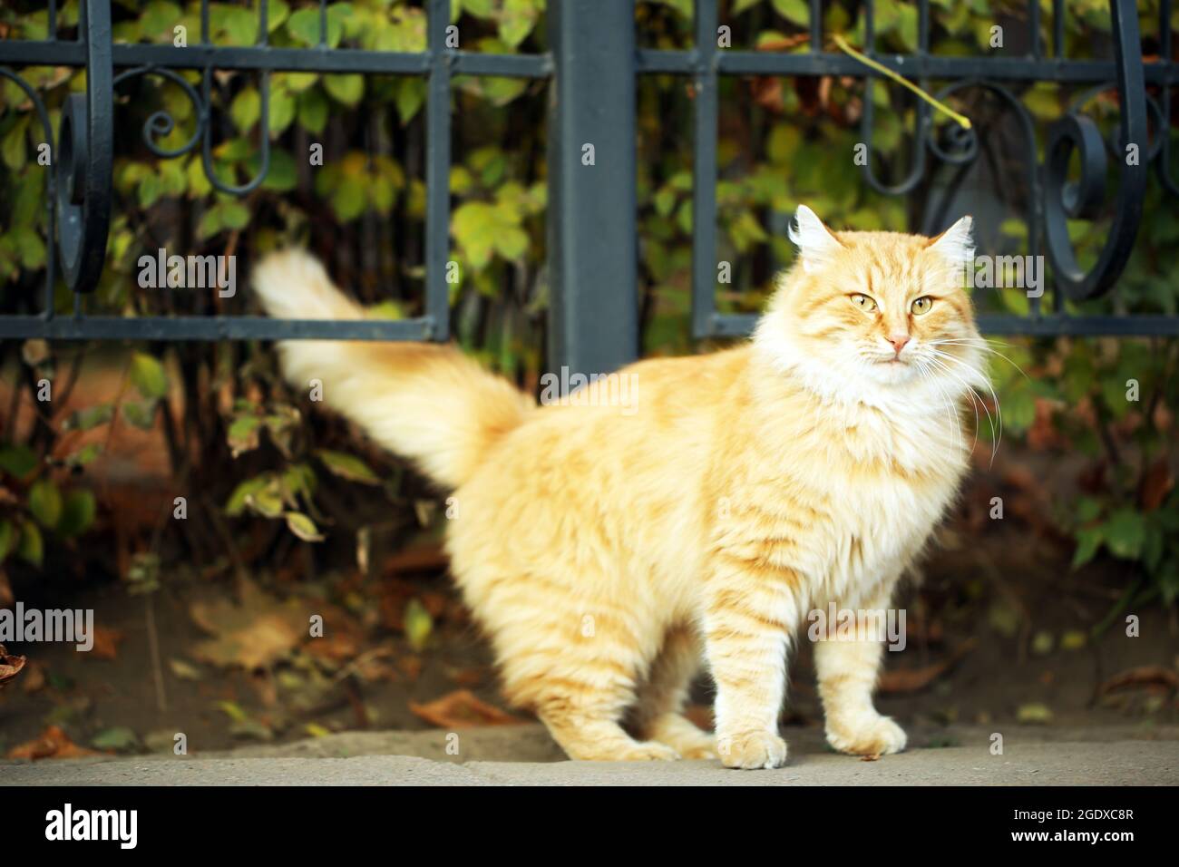 Beautiful big cat, outdoors Stock Photo - Alamy