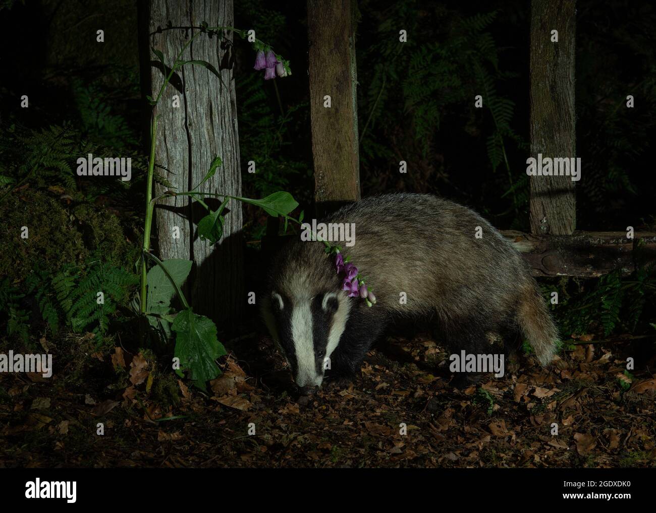 Badger (Meles meles), adult foraging around a woodland gate, Dumfries ...