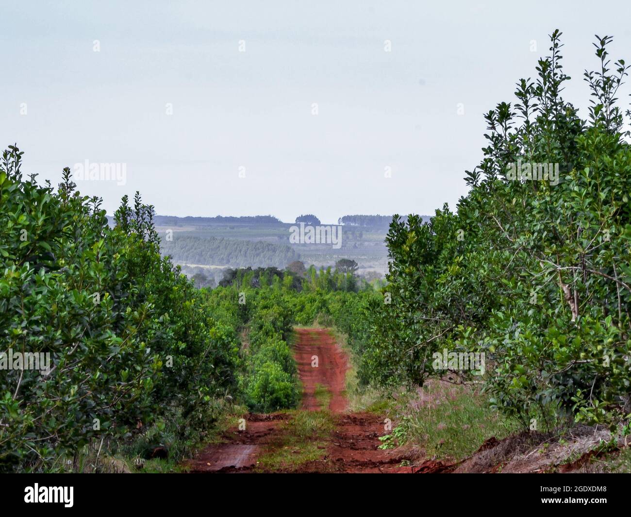 Yerba mate plantation hi-res stock photography and images - Alamy