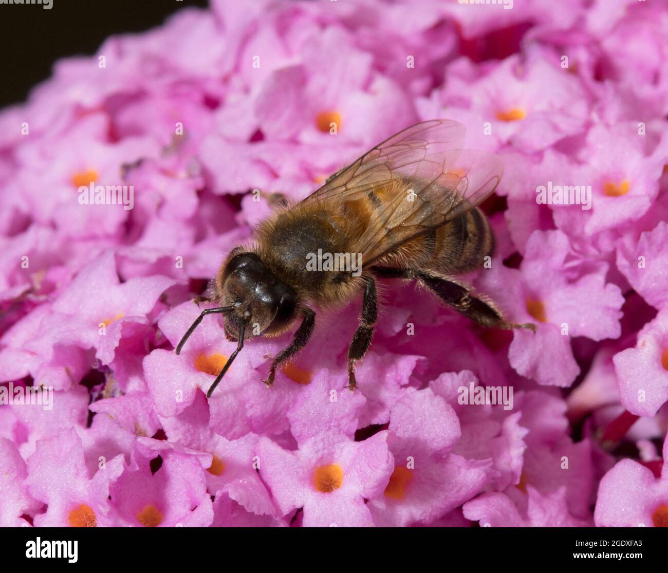 Honey Bee on Pink Buddleja Davidii Stock Photo - Alamy
