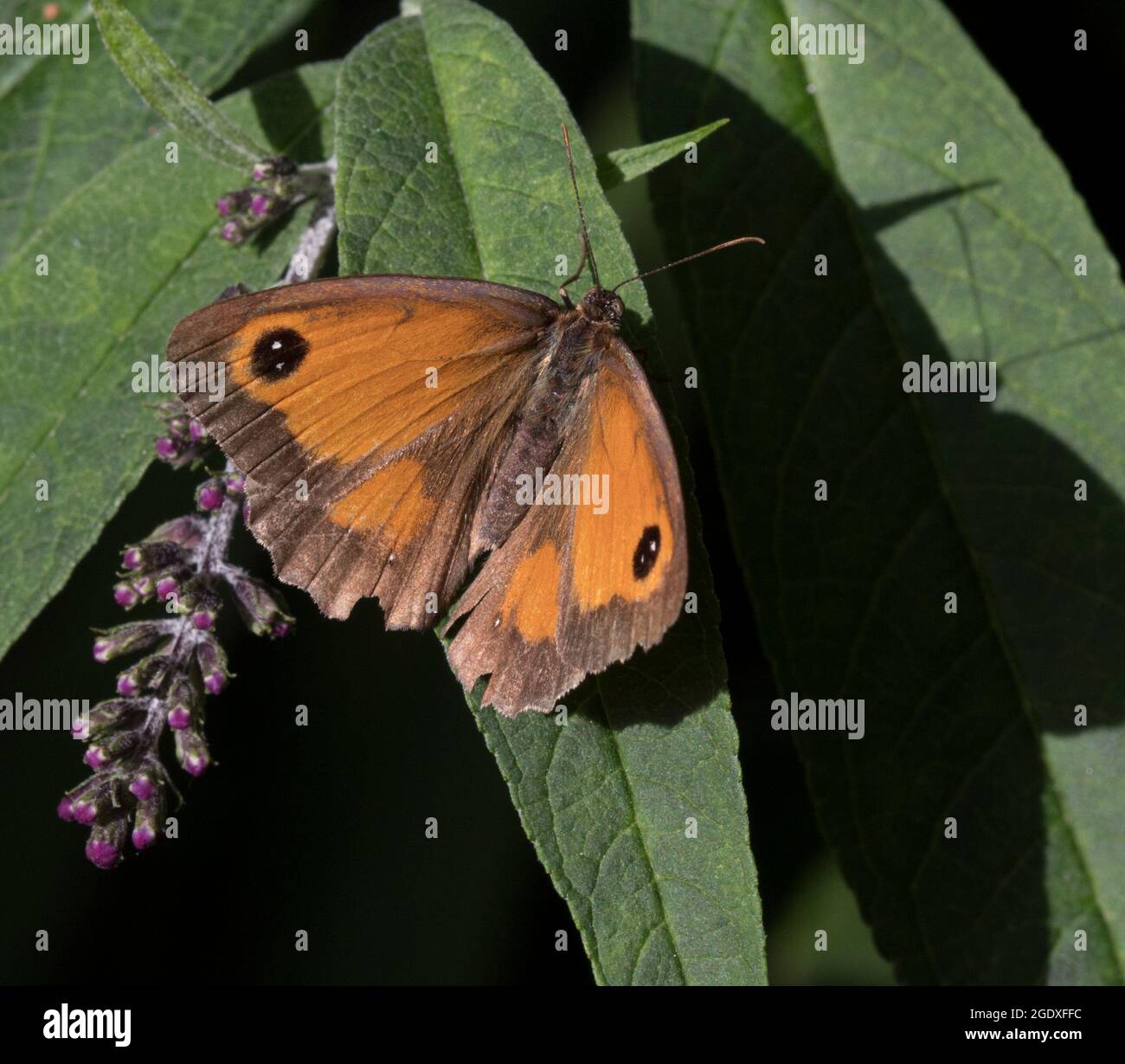 Pyronia titonus hi-res stock photography and images - Alamy