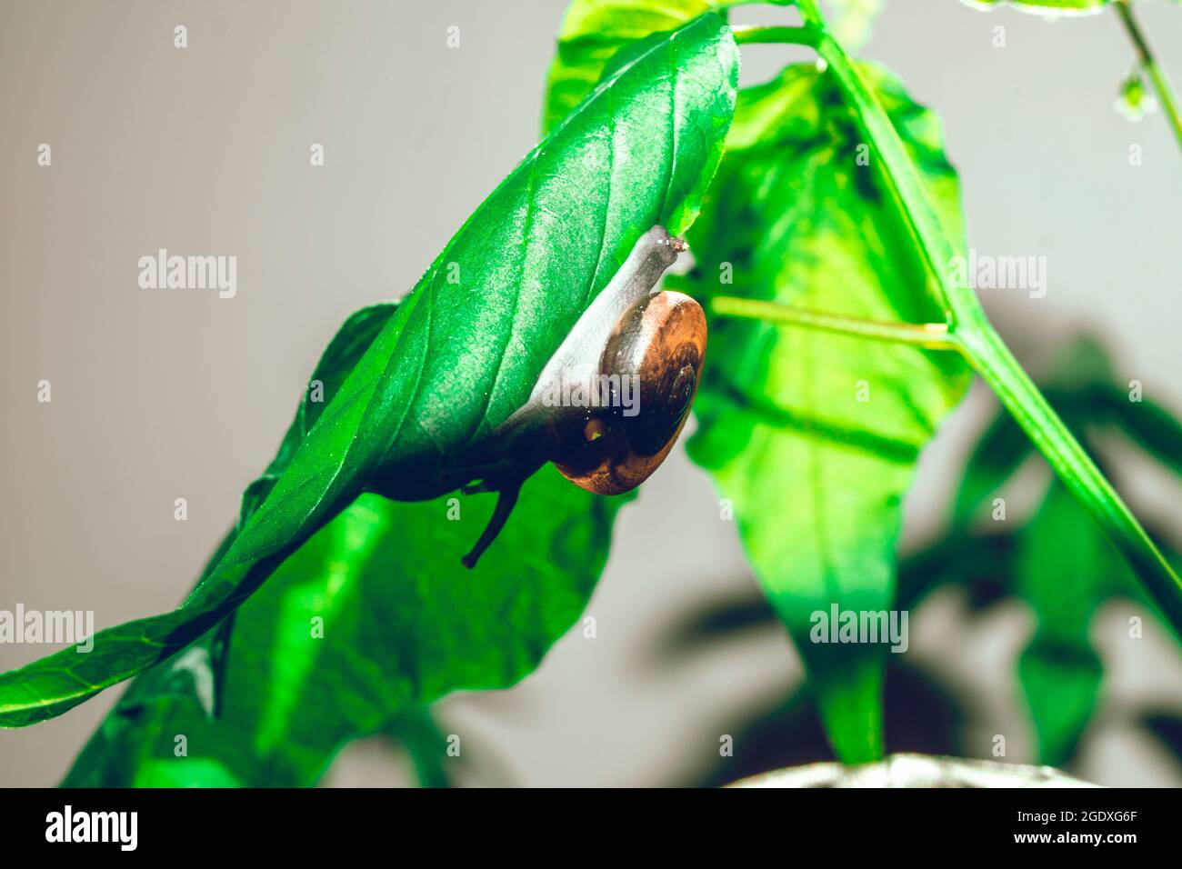 Food snails in hand hi-res stock photography and images - Alamy