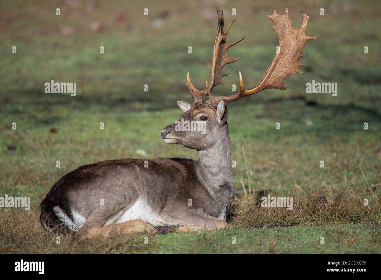 beautiful young deer with big horns lying to rest on the grass Stock ...