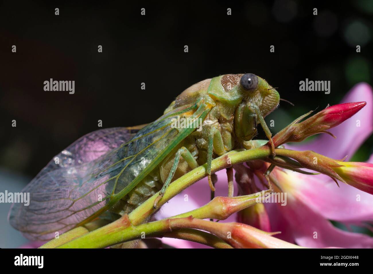 Cicada on flower hi-res stock photography and images - Alamy