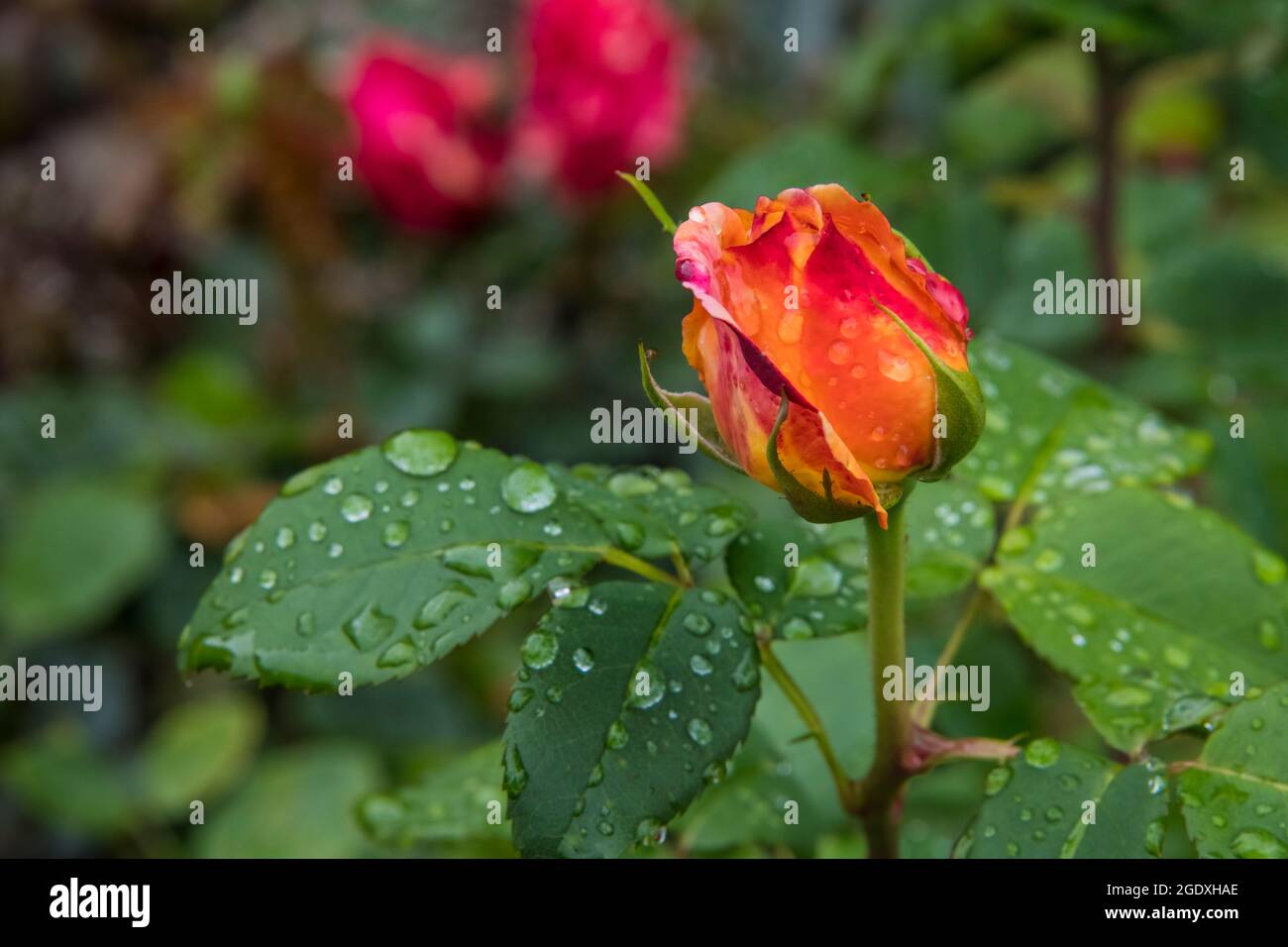 Raindrops on the rose flower in the garden on a rain day in the summer ...