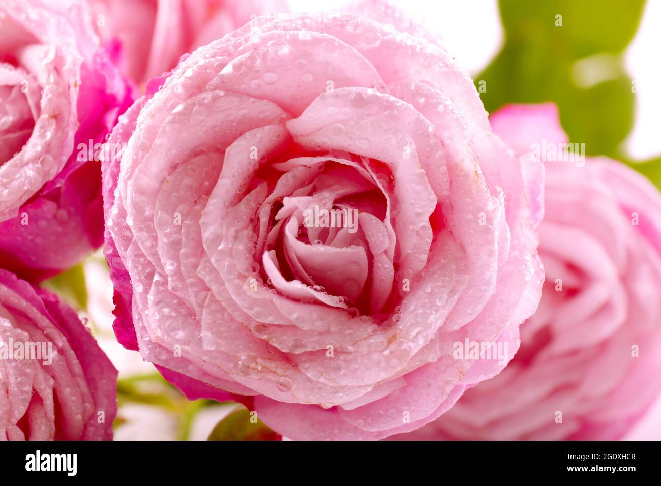 Beautiful pink roses close-up Stock Photo - Alamy