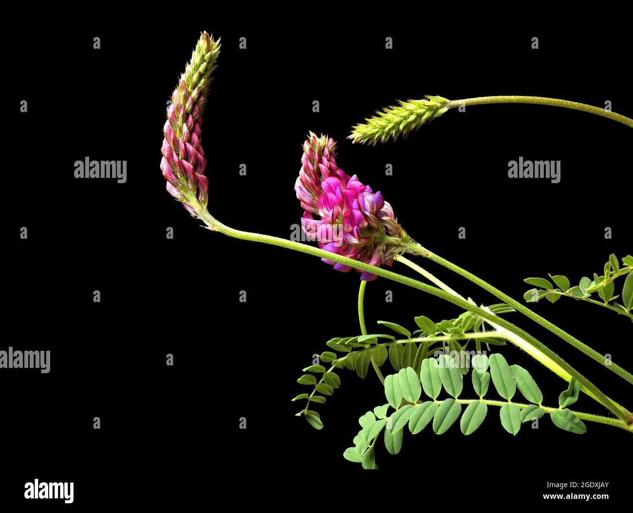 Astragalus epiglottis is a species of herbaceous plant belonging to the ...