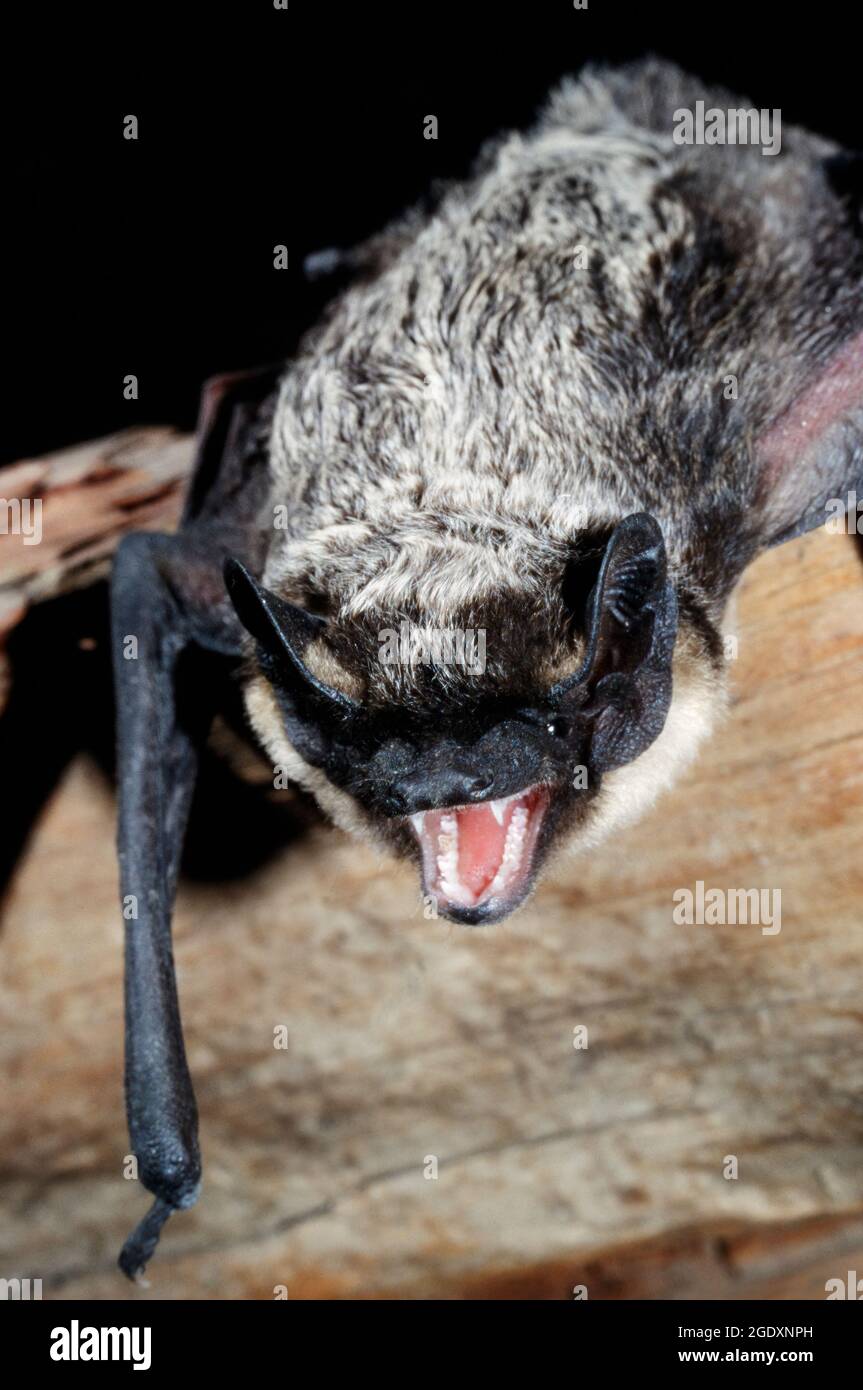 Parti colored bat hi-res stock photography and images - Alamy