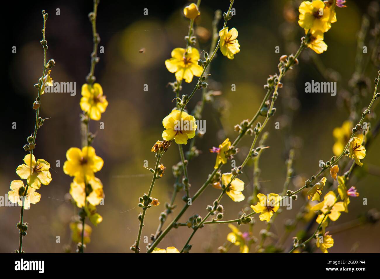 Yellow Mallow High Resolution Stock Photography and Images - Alamy