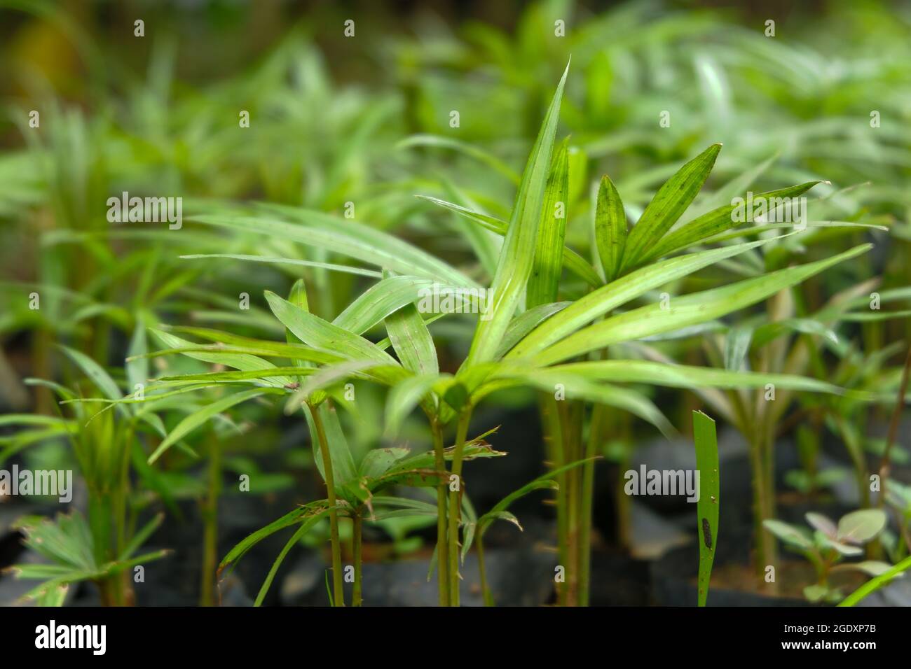 The young rattan plants cultivated in plastic polybags Stock Photo - Alamy