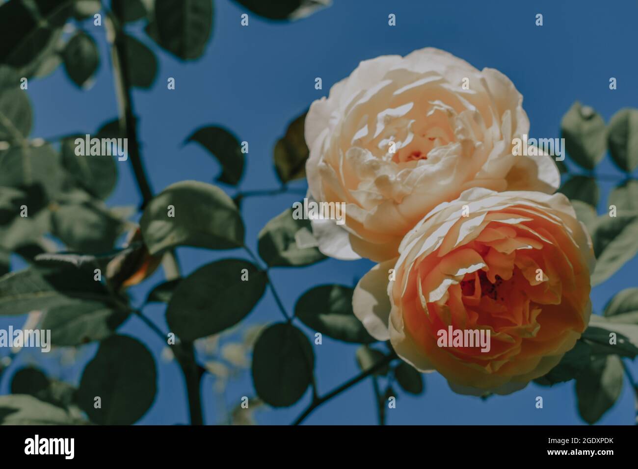 A low angle of the blossomed white roses under the blue sky in the ...