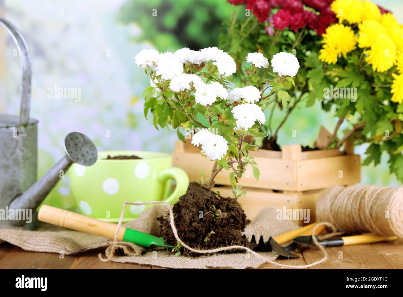 Rustic table with flowers, pots, potting soil, watering can and plants ...