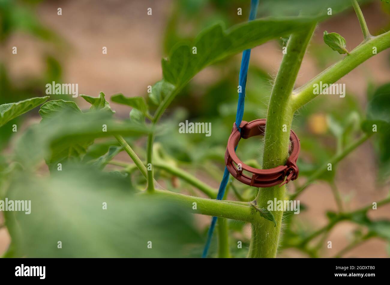 Tied stalk of tomato produced in a greenhouse Stock Photo - Alamy