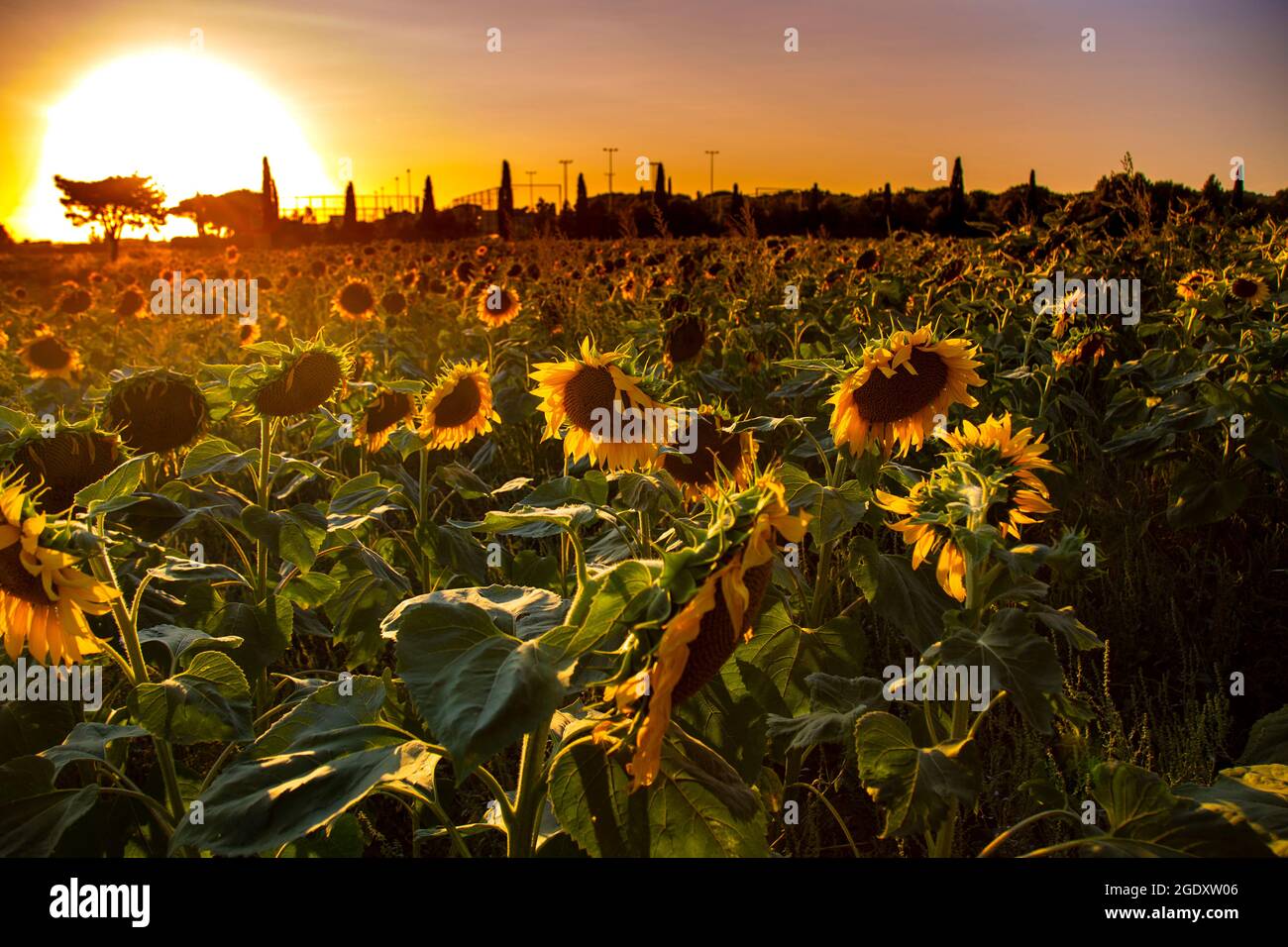 Sunflowers sunset aerial view hi-res stock photography and images - Alamy