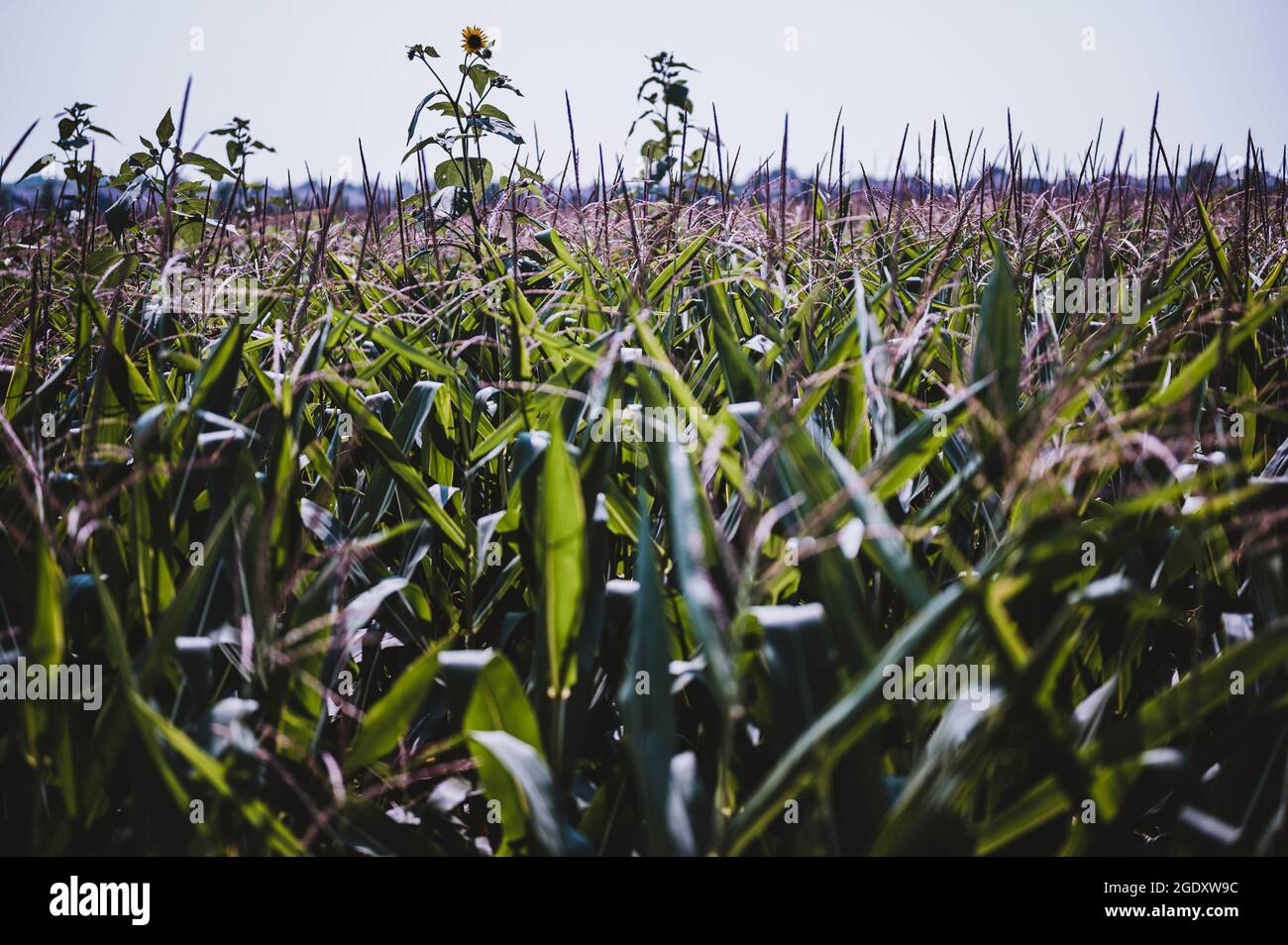 Herbicide resistant weeds hi-res stock photography and images - Alamy