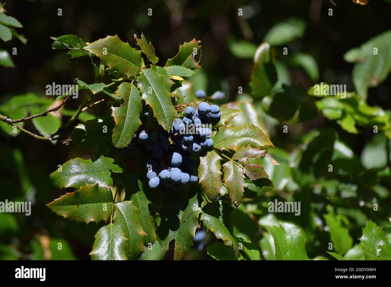 Blue fruits hi-res stock photography and images - Alamy